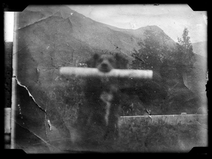 Dimanti - Nelson Provincial Museum