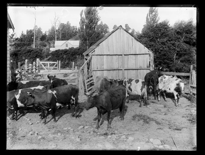 Teague farm, Collingwood - Nelson Provincial Museum
