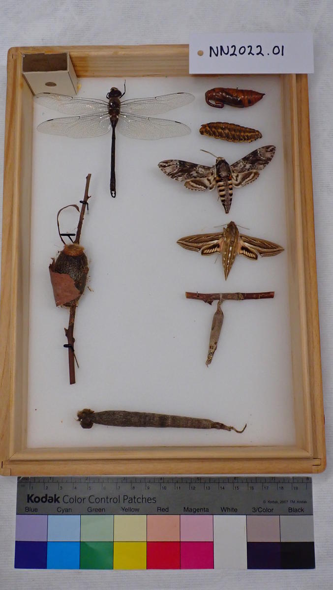 Insect and Casing Specimens - Nelson Provincial Museum