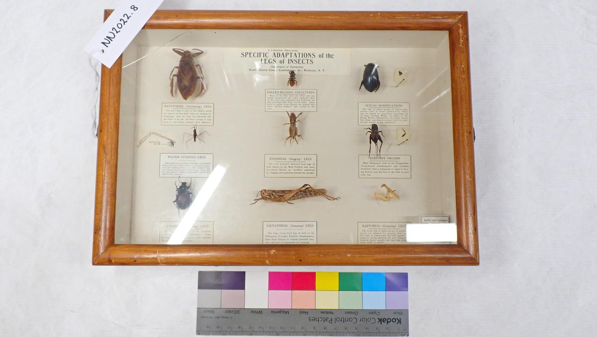 Display Case, A Collection Illustrating Specific Adaptations of the ...