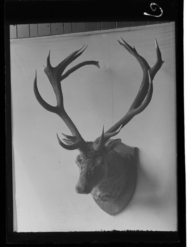 Shuttleworth, stags head - Nelson Provincial Museum
