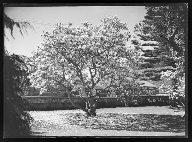 Queens Garden Nelson, tulip tree - Nelson Provincial Museum